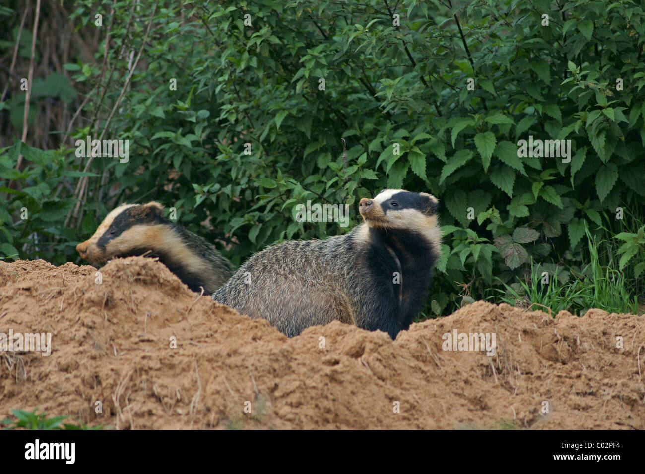 Badger (Meles meles), two badgers at the entrance to a sett Stock Photo ...