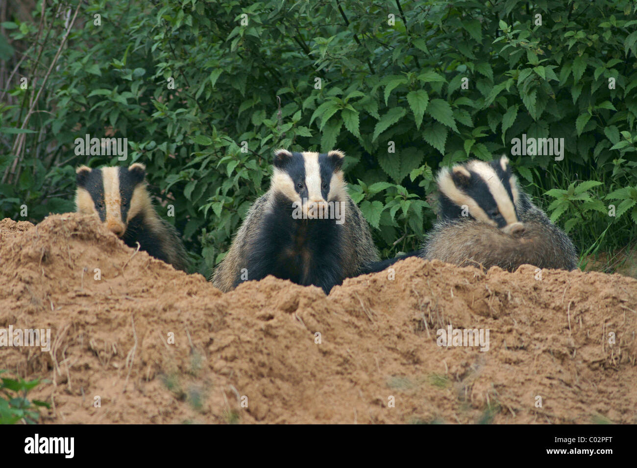 Meles meles hi-res stock photography and images - Alamy