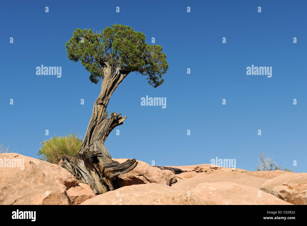 Utah Juniper (Juniperus osteopserma), growing in rock, Grand Canyon ...