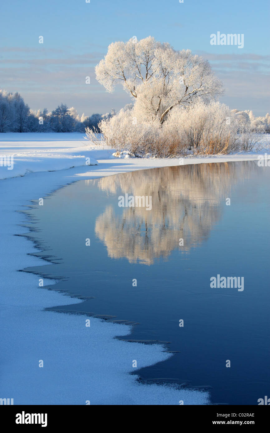 European white willow trees hi-res stock photography and images - Alamy