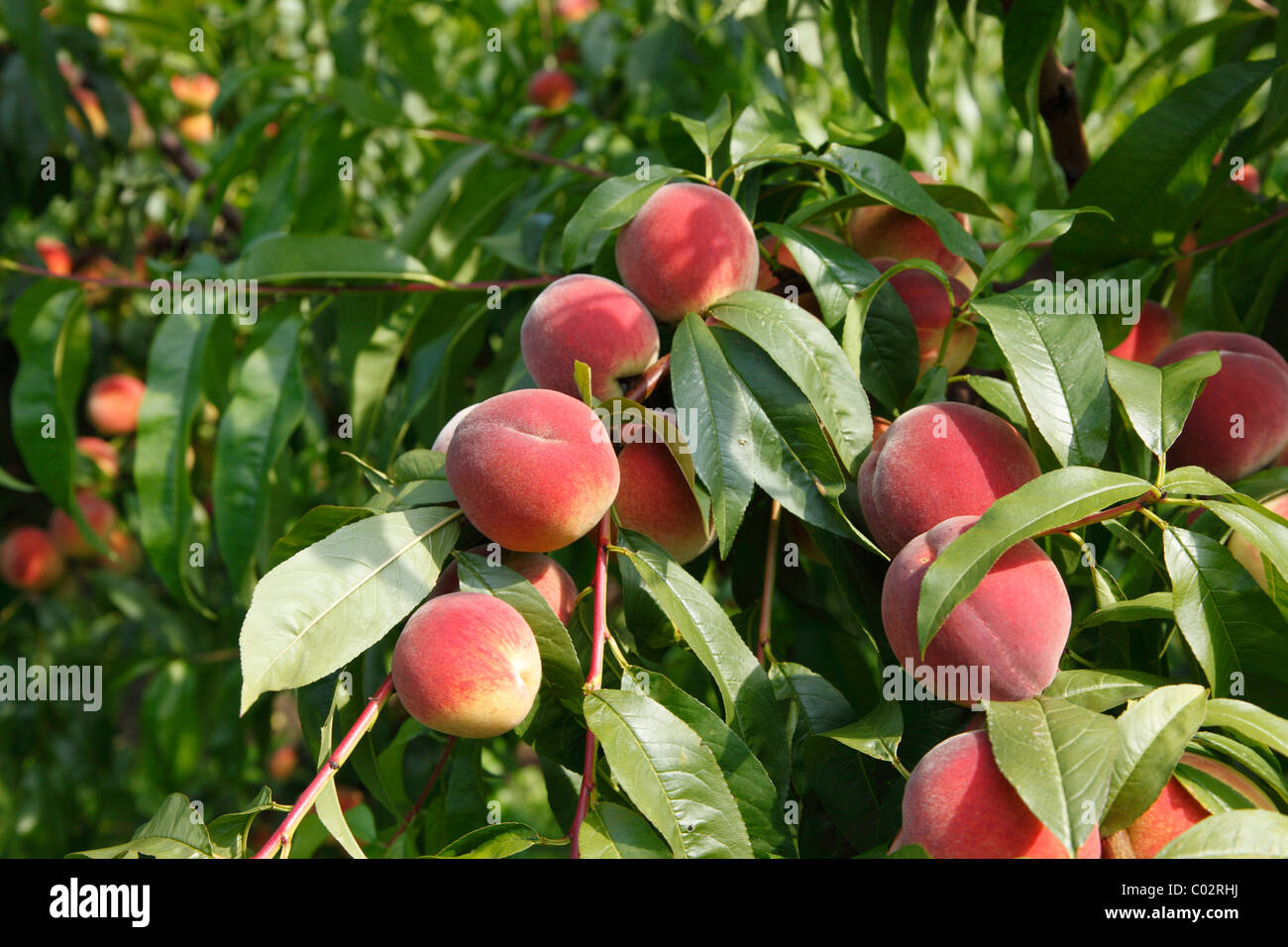 Peach Tree With Peaches