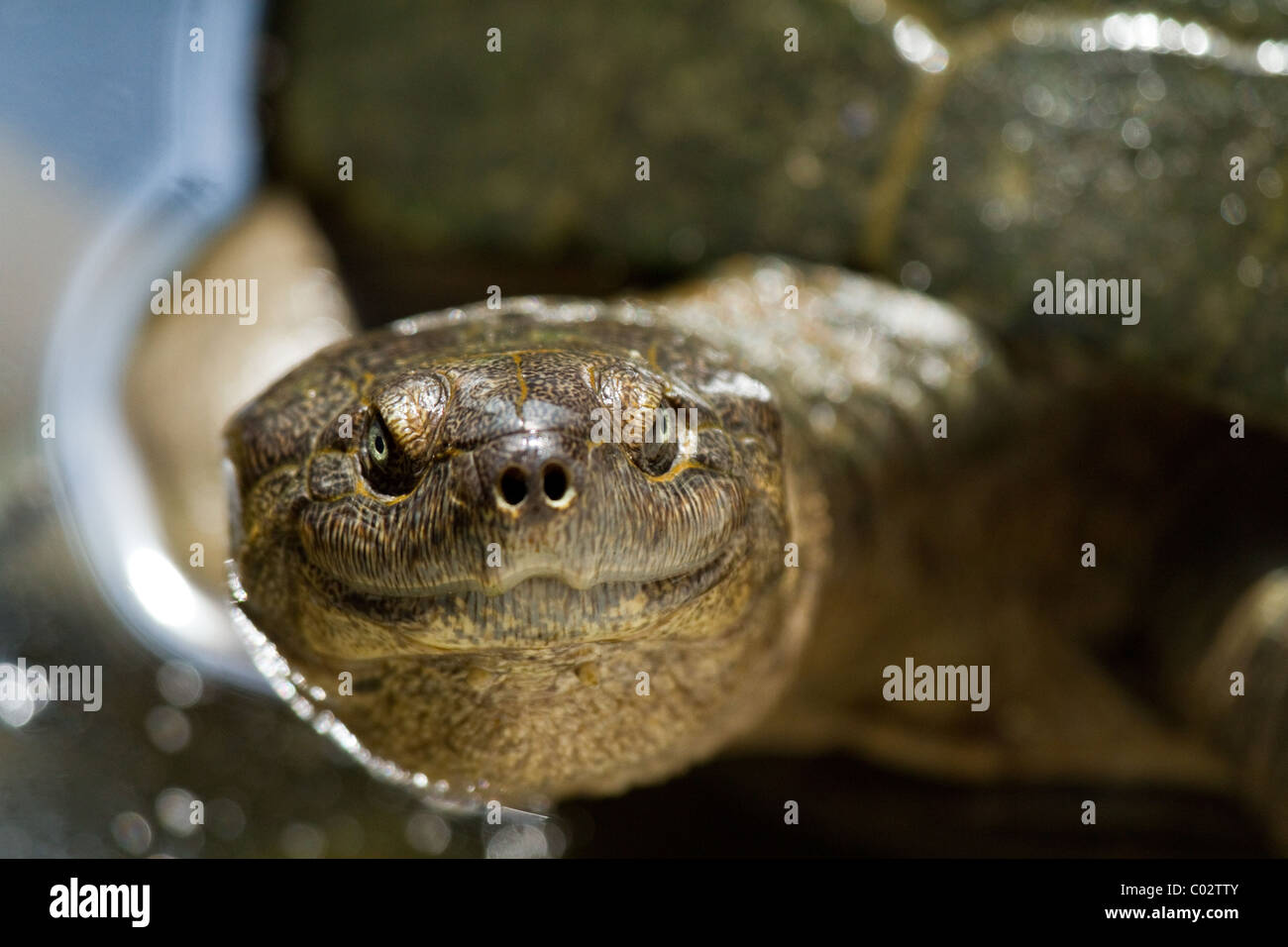 Smiling terrapin hi-res stock photography and images - Alamy