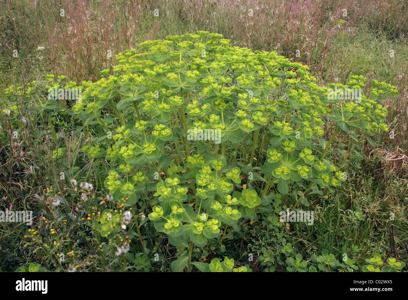 Sun spurge (Euphorbia helioscopa), UK Stock Photo - Alamy