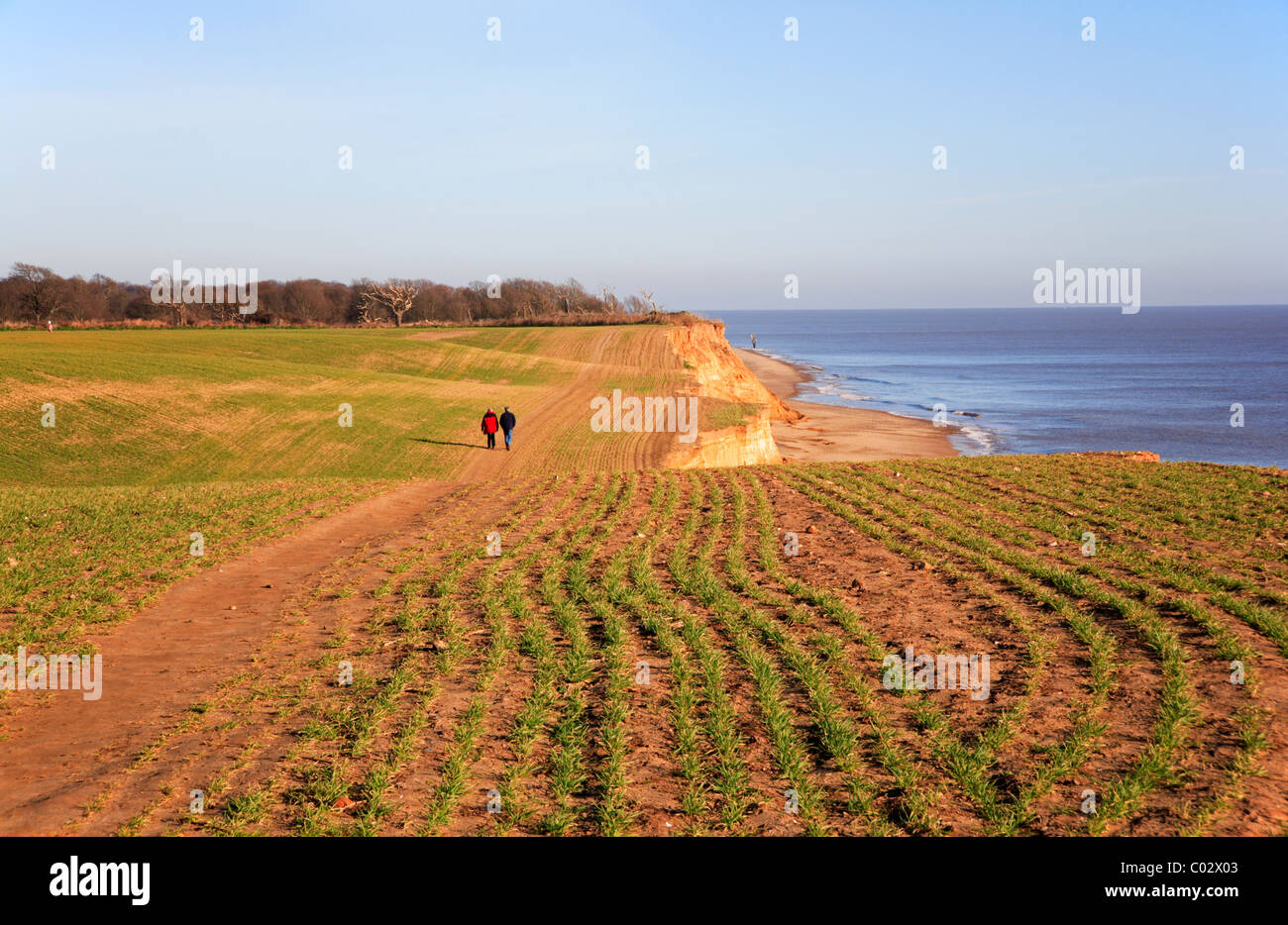 Two people walking on a clifftop footpath by rapidly eroding cliffs at ...