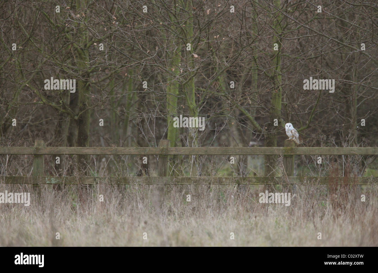 Barn owl, North Norfolk Coast, Norfolk. UK Stock Photo - Alamy
