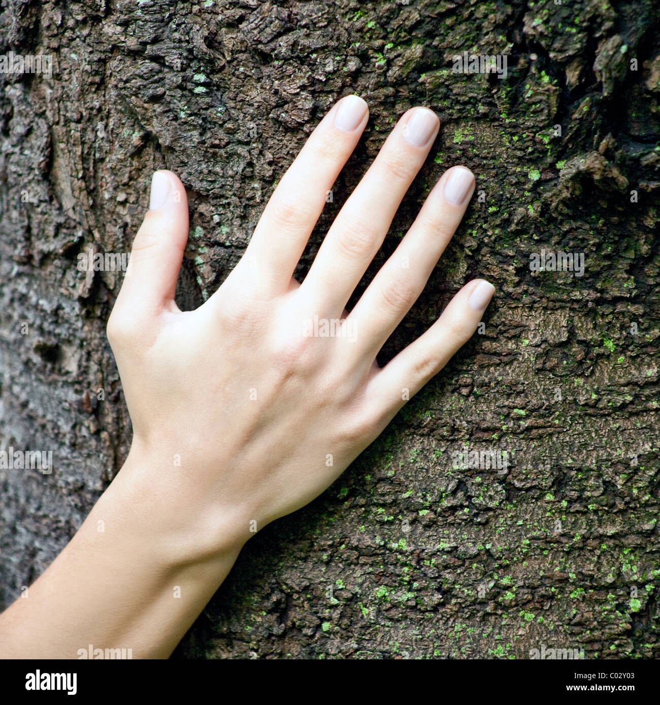 Square trunk tree hi-res stock photography and images - Alamy