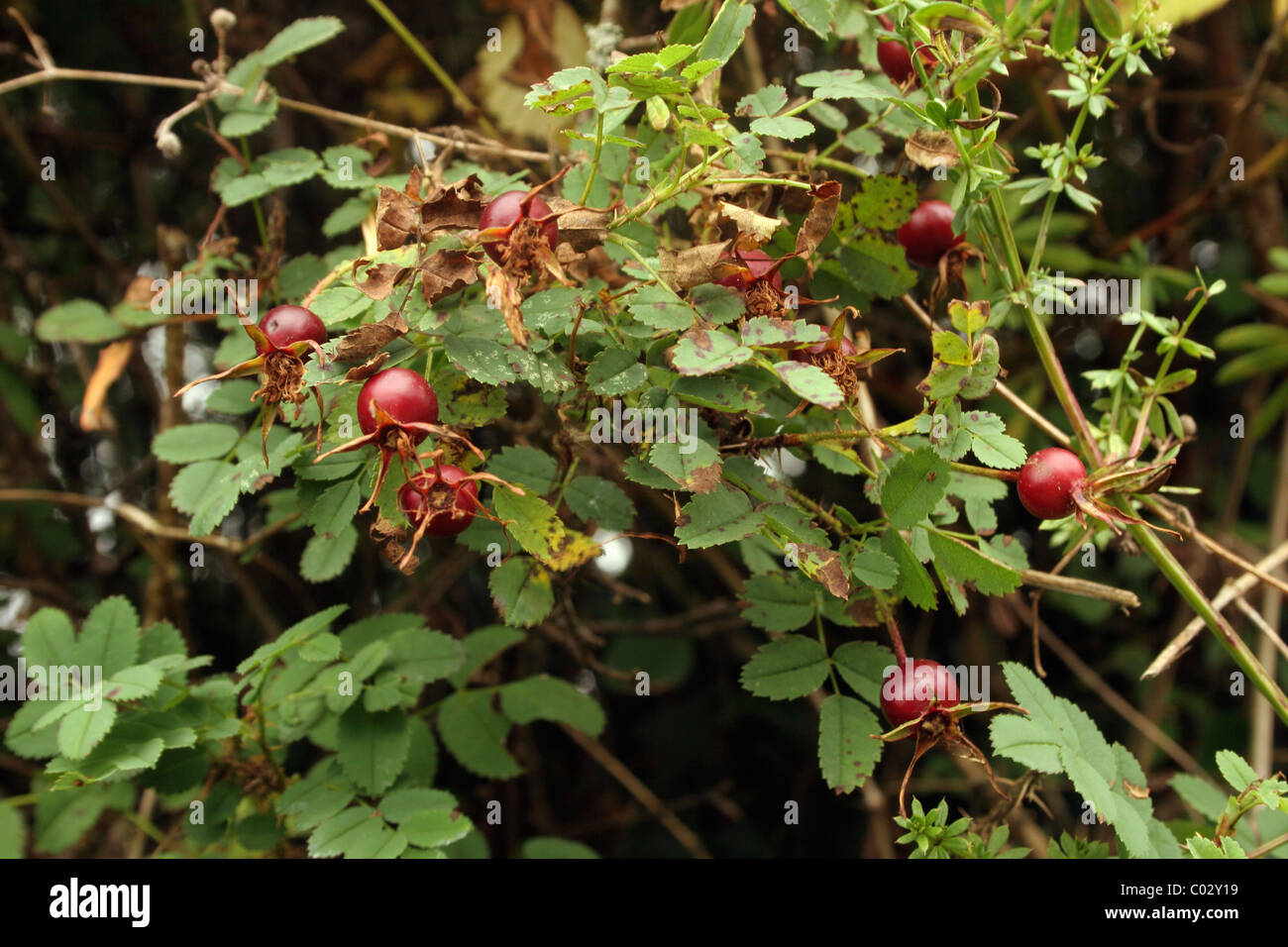 Burnet rose (Rosa pimpinellifolia) unripe fruit, UK Stock Photo - Alamy