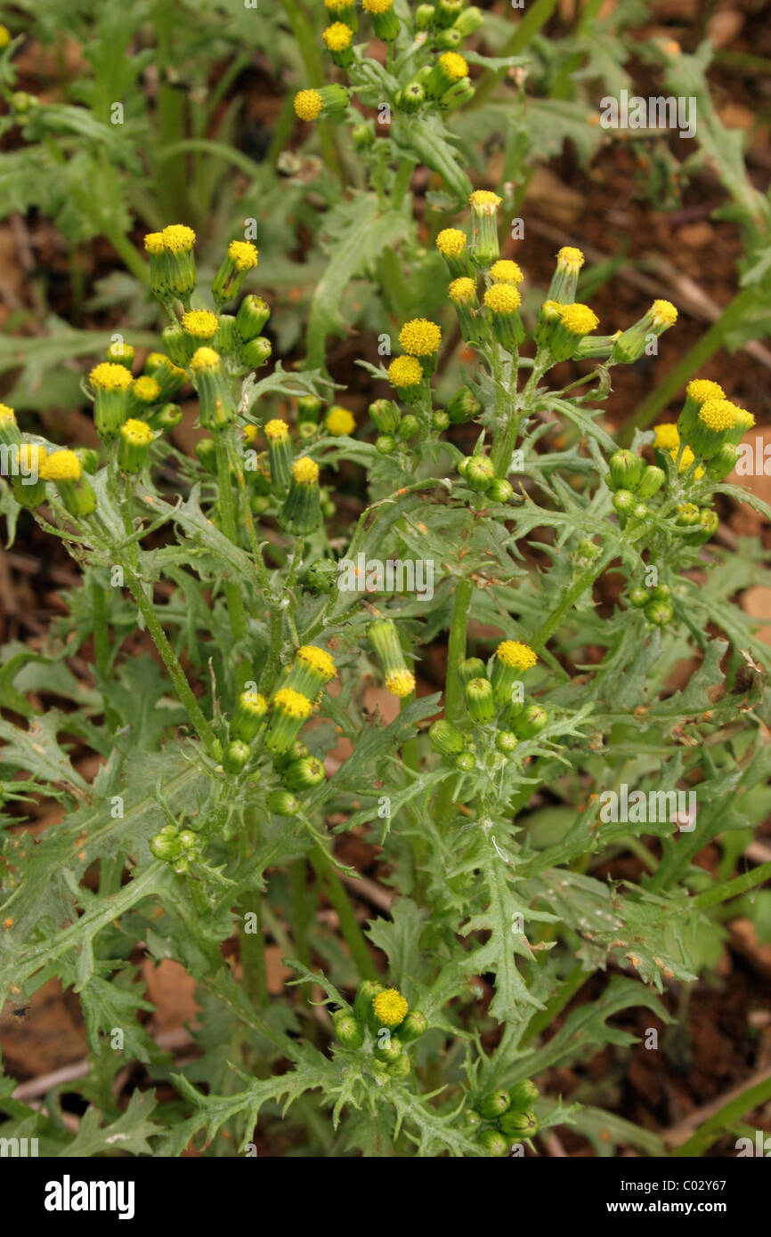 Senecio Obovatus