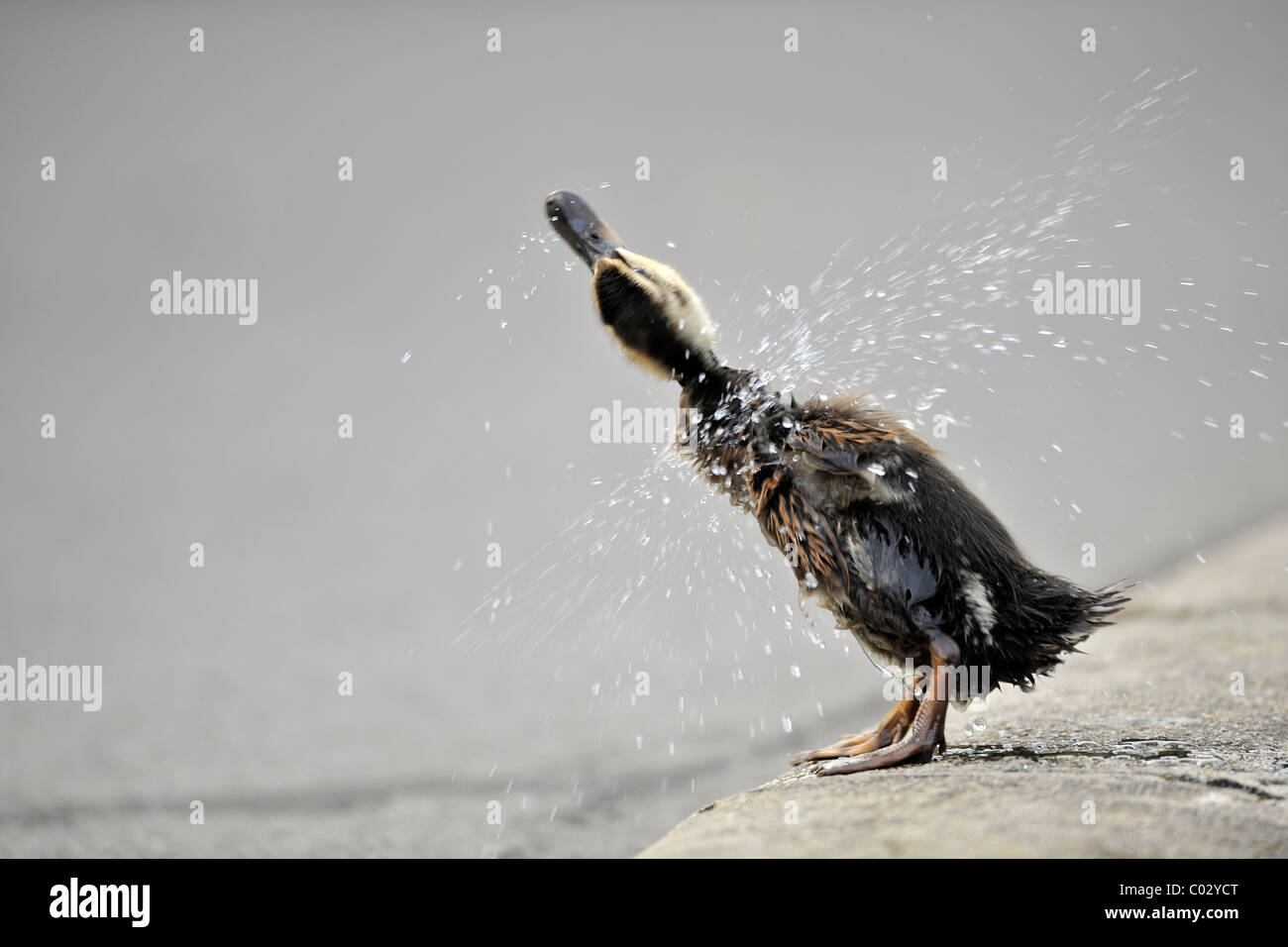 Shaking water from the plumage hi-res stock photography and images - Alamy