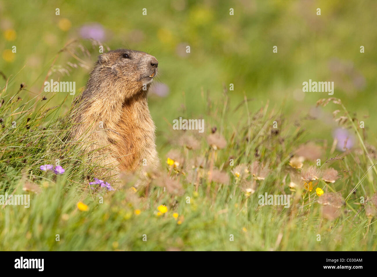 Alpine marmot (Marmota marmota Stock Photo - Alamy