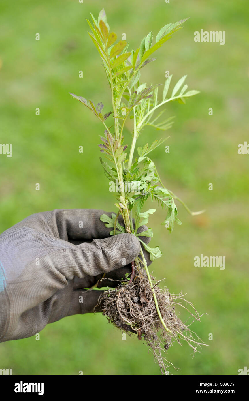 Ragweed Plant