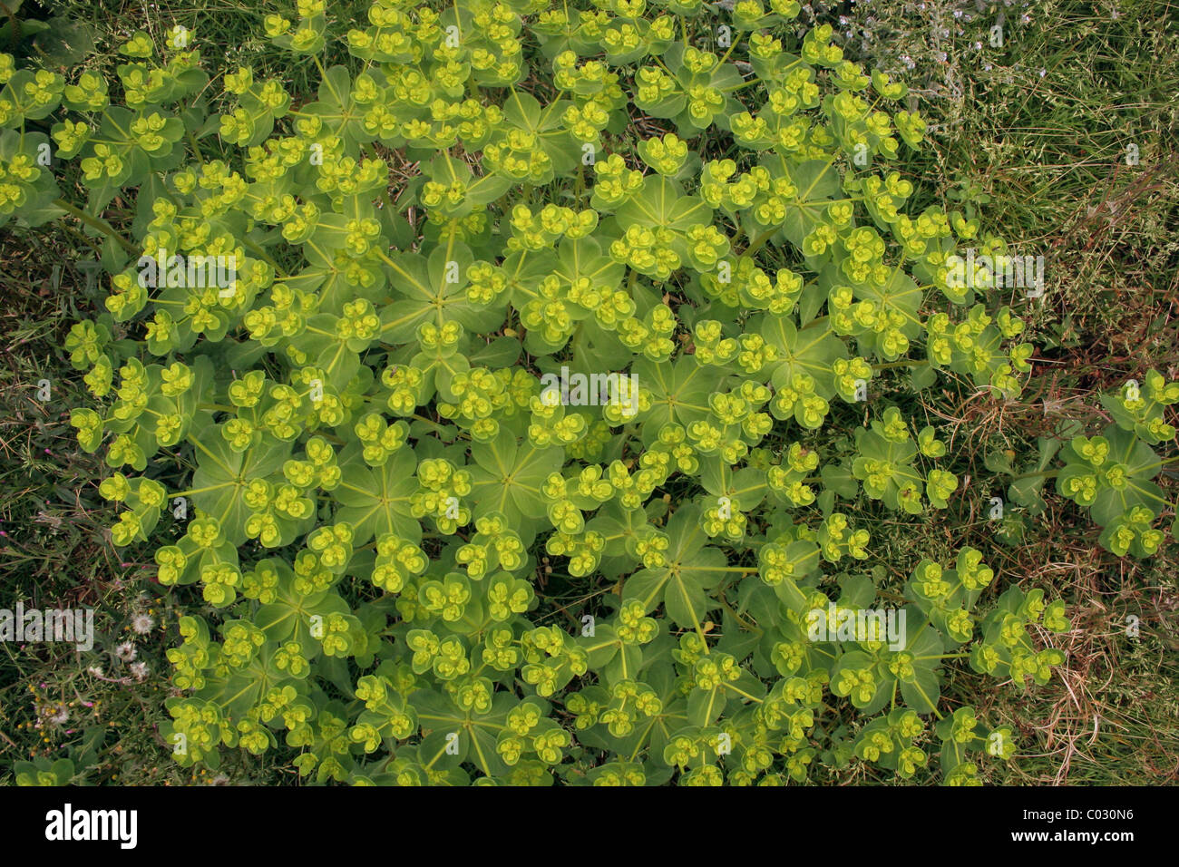Poisonous spurge hi-res stock photography and images - Alamy