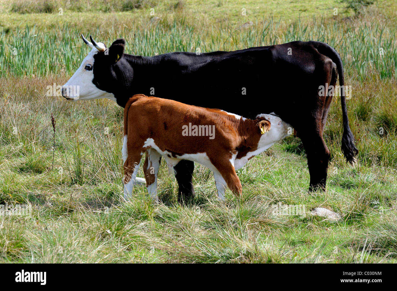Cattle, cow, calf, suckling Stock Photo - Alamy