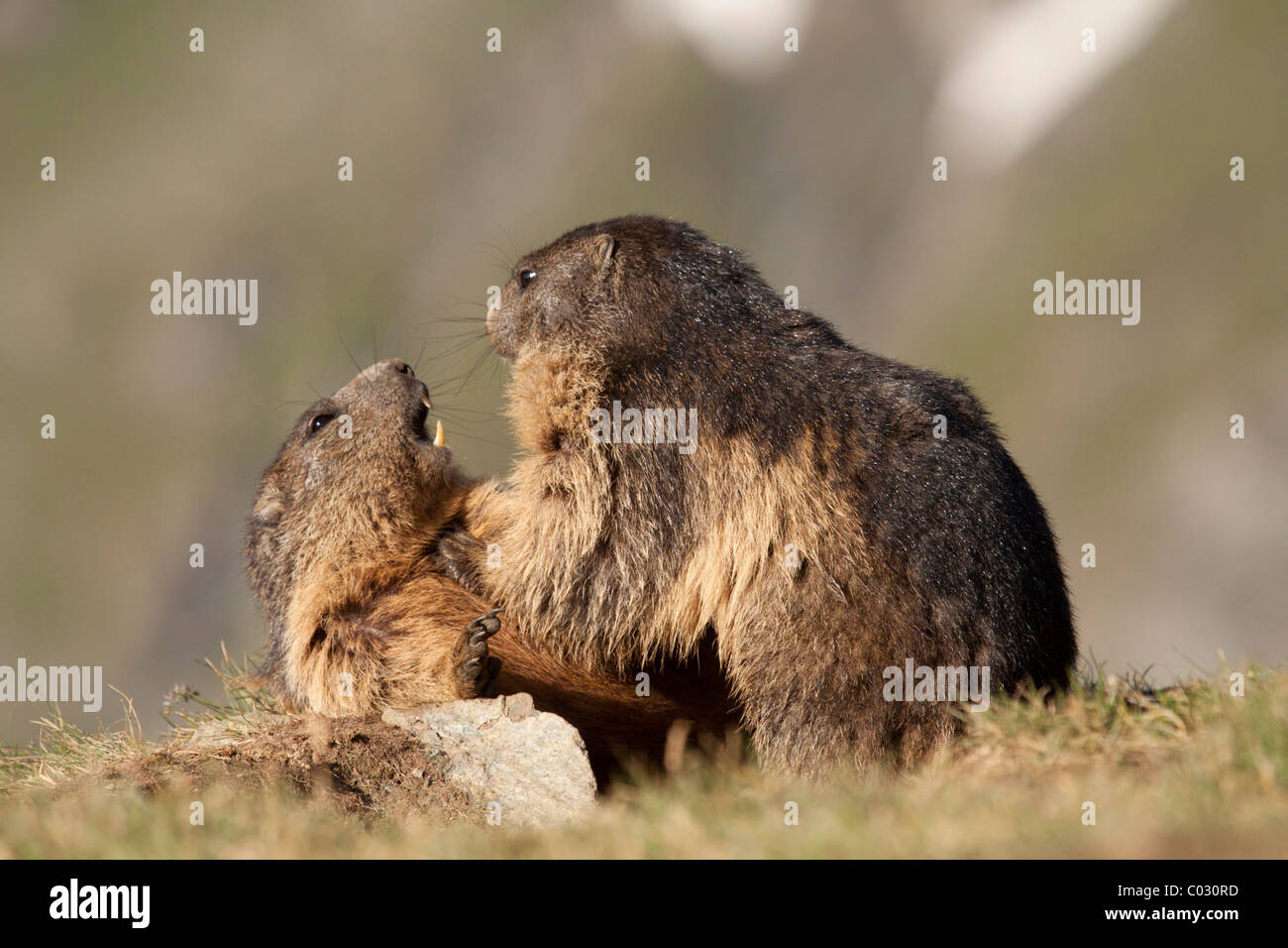 Alpine marmots (Marmota marmota Stock Photo - Alamy