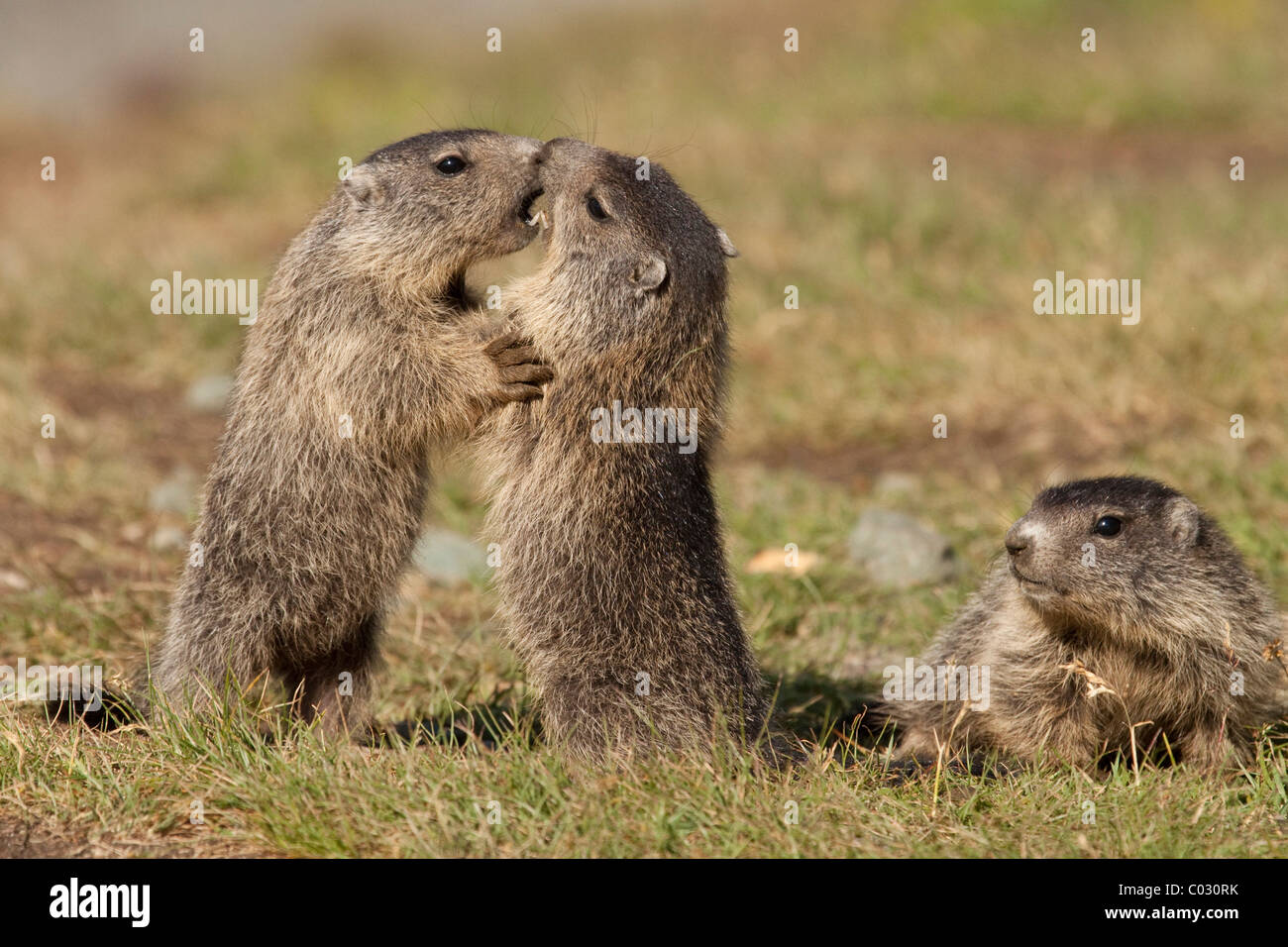 Alpine marmots (Marmota marmota Stock Photo - Alamy