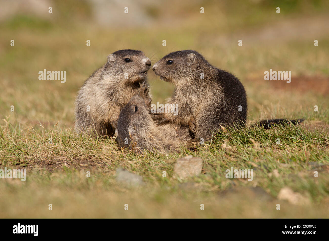 Alpine marmots (Marmota marmota Stock Photo - Alamy