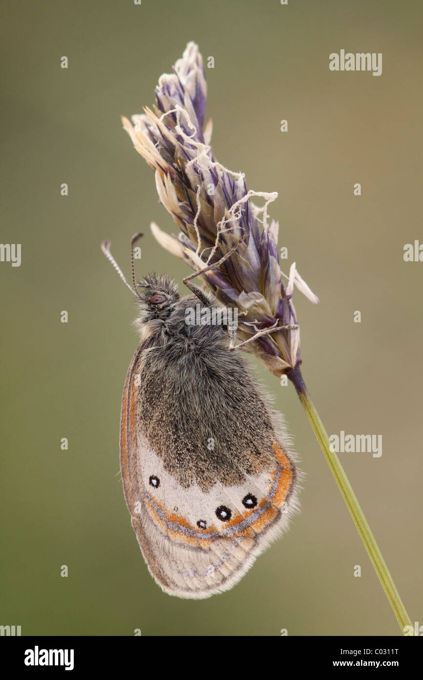 Alpine butterflies hi-res stock photography and images - Alamy