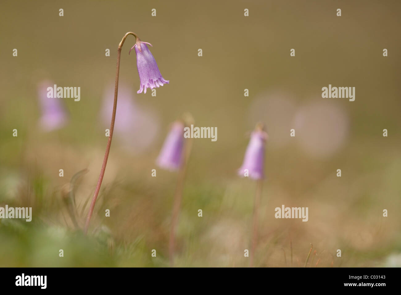 Soldanella alpina hi-res stock photography and images - Alamy