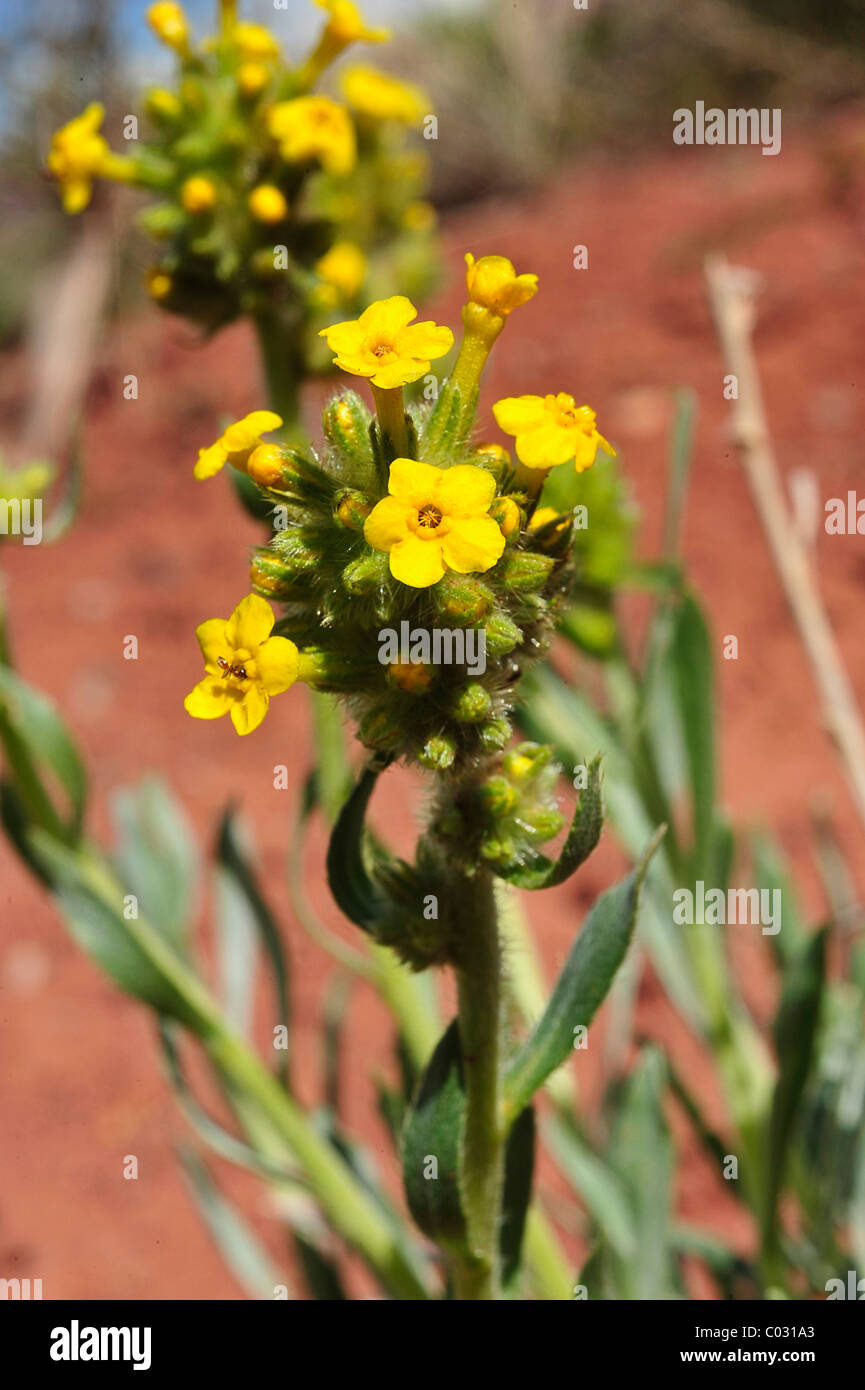 Cryptantha flava hi-res stock photography and images - Alamy