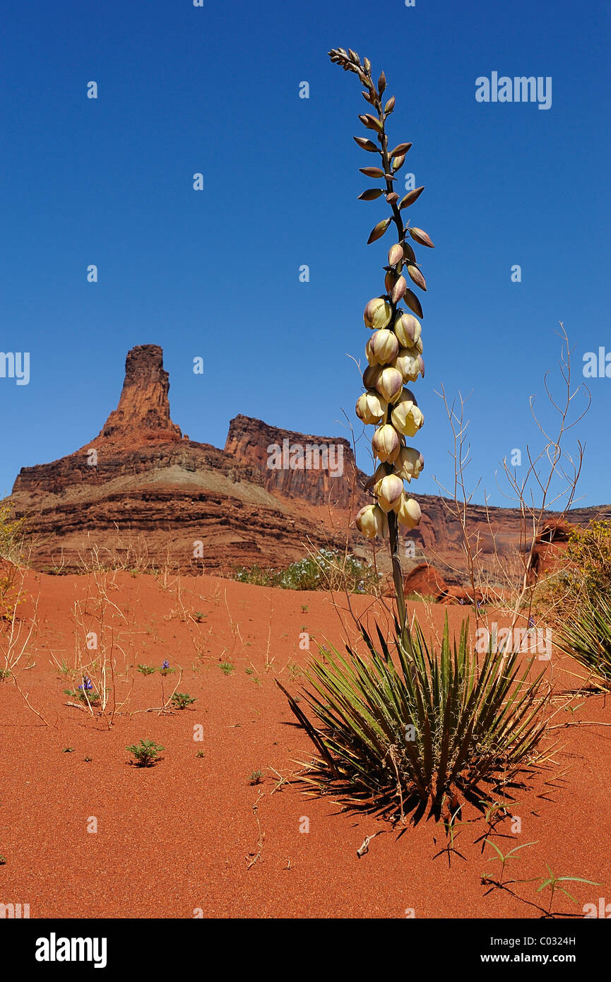 Yucca plant flower hi-res stock photography and images - Alamy