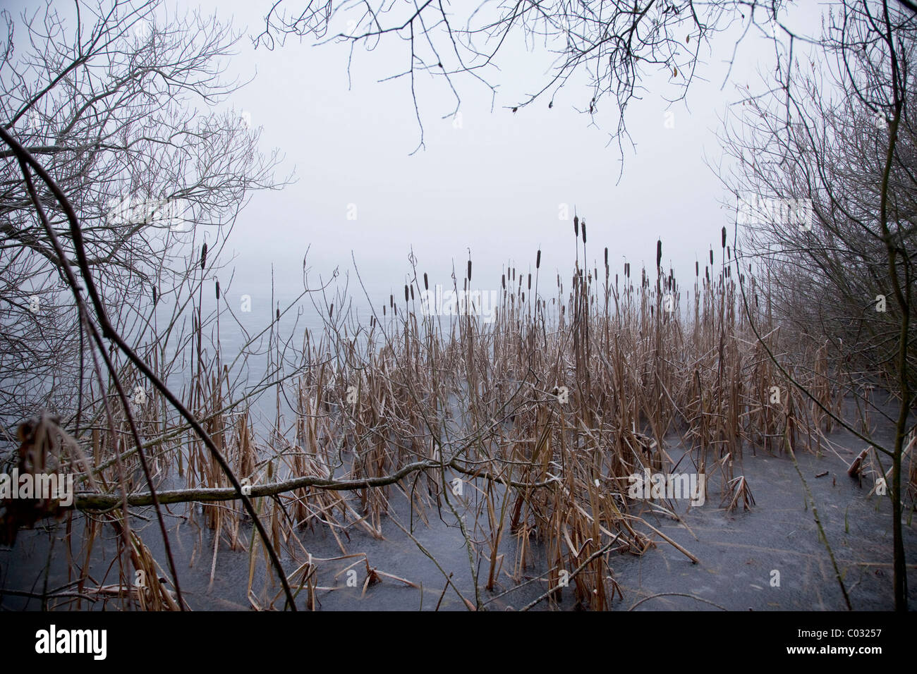 Frozen winter landscape at Bleasby. These ponds freeze over each year ...
