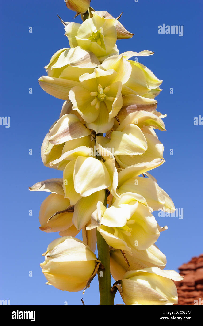 Yucca plant hi-res stock photography and images - Alamy