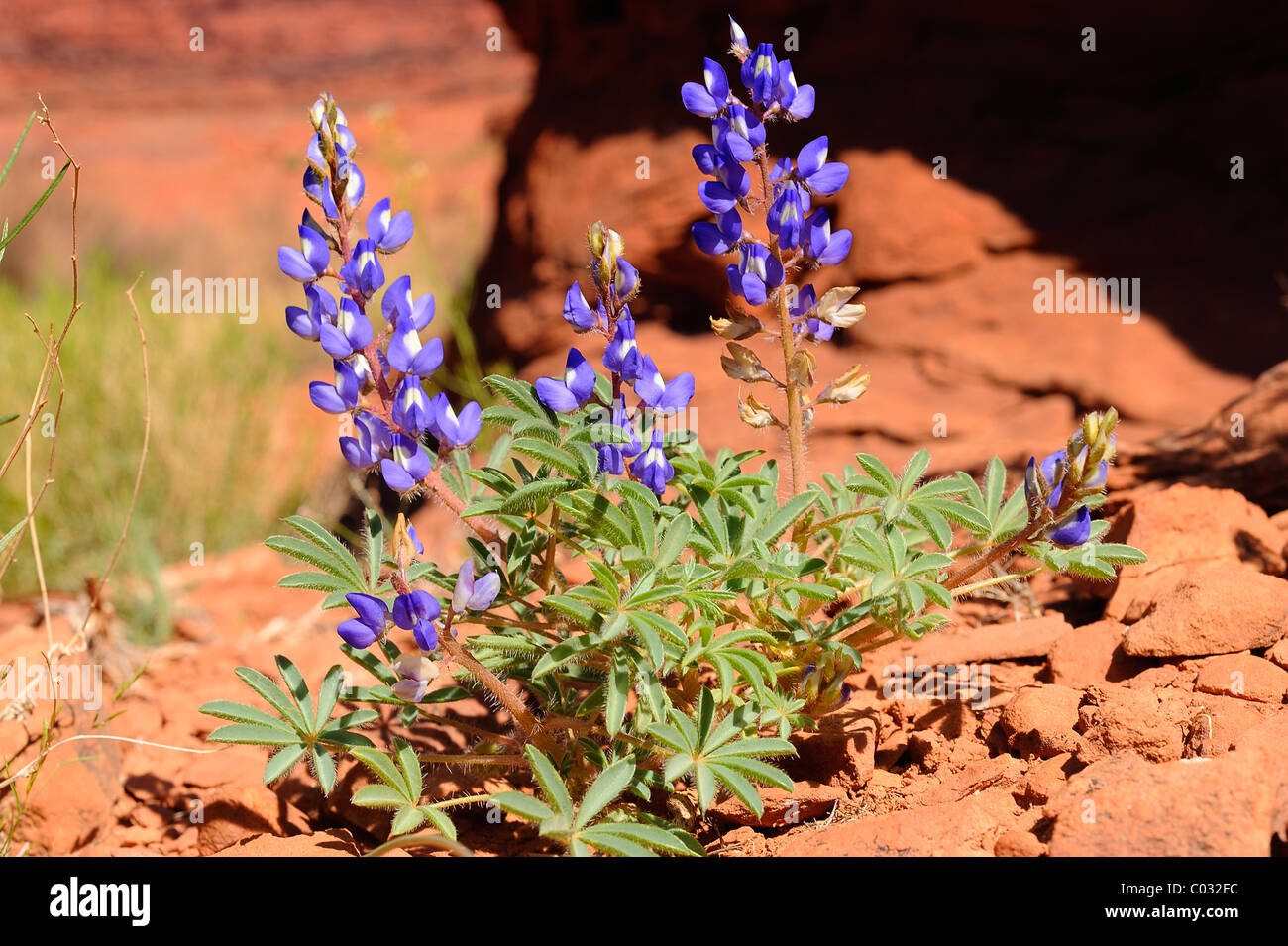 Growing dwarf hi-res stock photography and images - Alamy