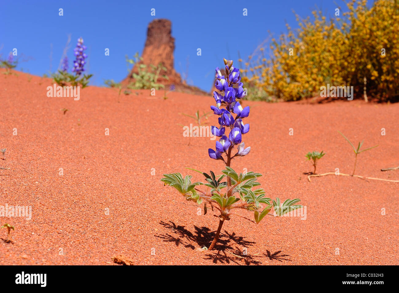 Growing dwarf hi-res stock photography and images - Alamy