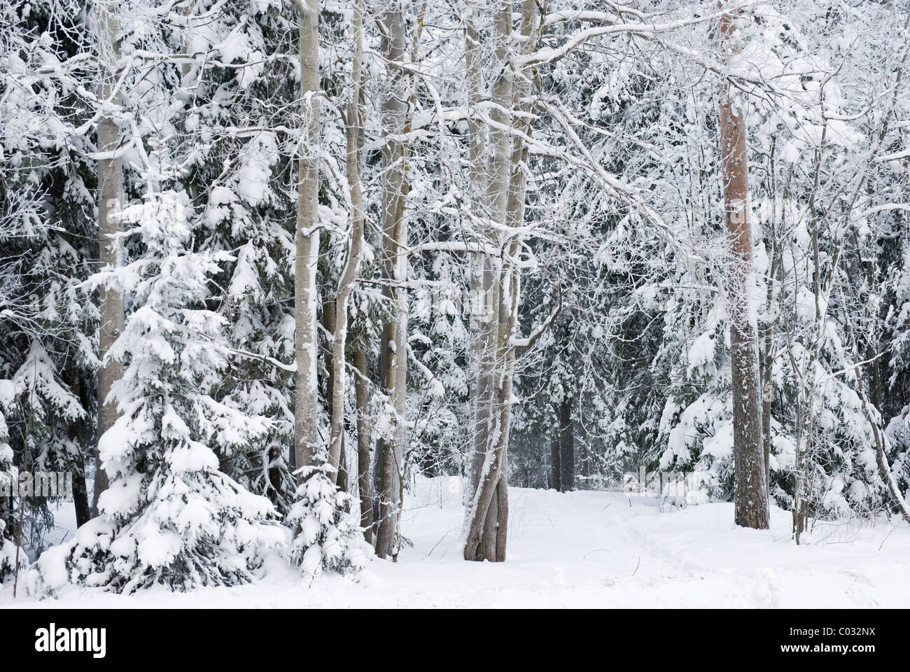 A snowy winter forest in Lahti area in Finland Stock Photo - Alamy