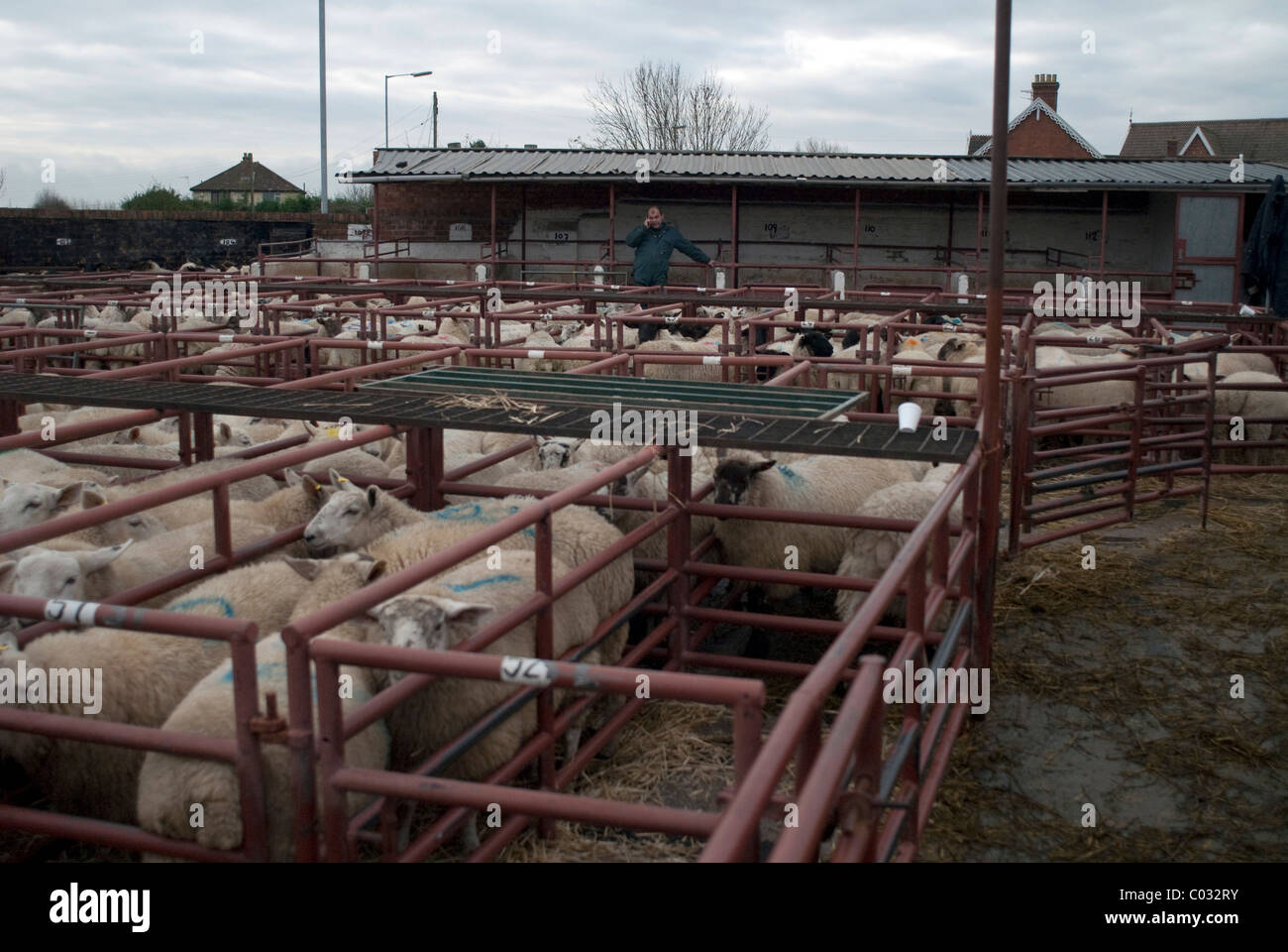 Highbridge Livestock Market High Resolution Stock Photography and ...