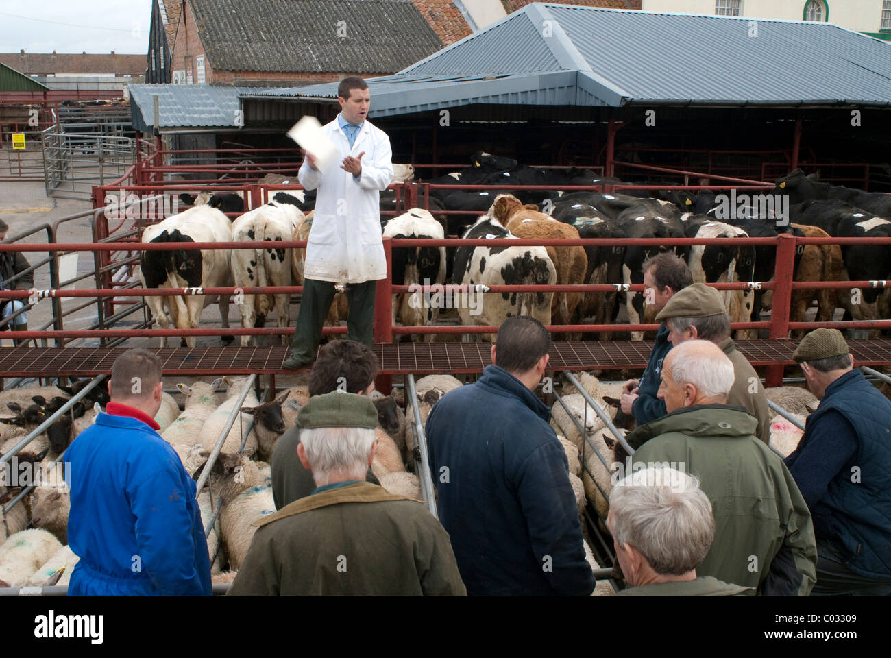 farmers and auctioneers bidding/auctioning by cattle pens Stock Photo ...