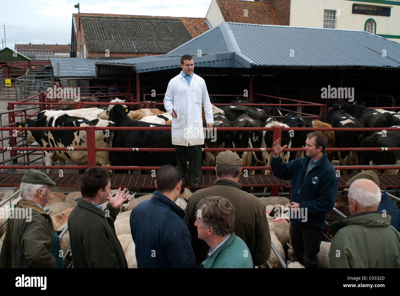 farmers and auctioneers bidding/auctioning by cattle pens Stock Photo ...