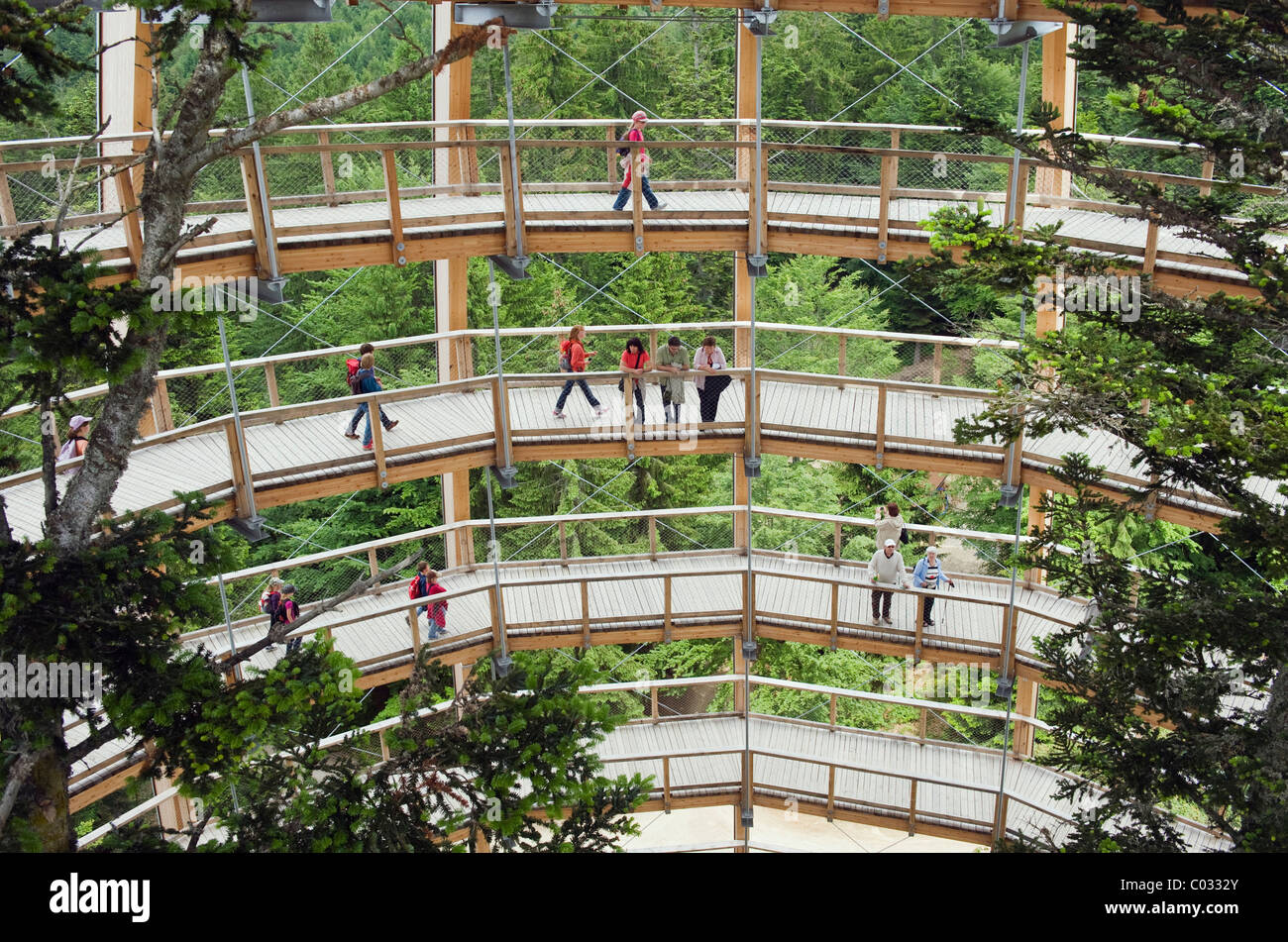 People visiting the tree tower, treetop walkway, Bavarian Forest ...