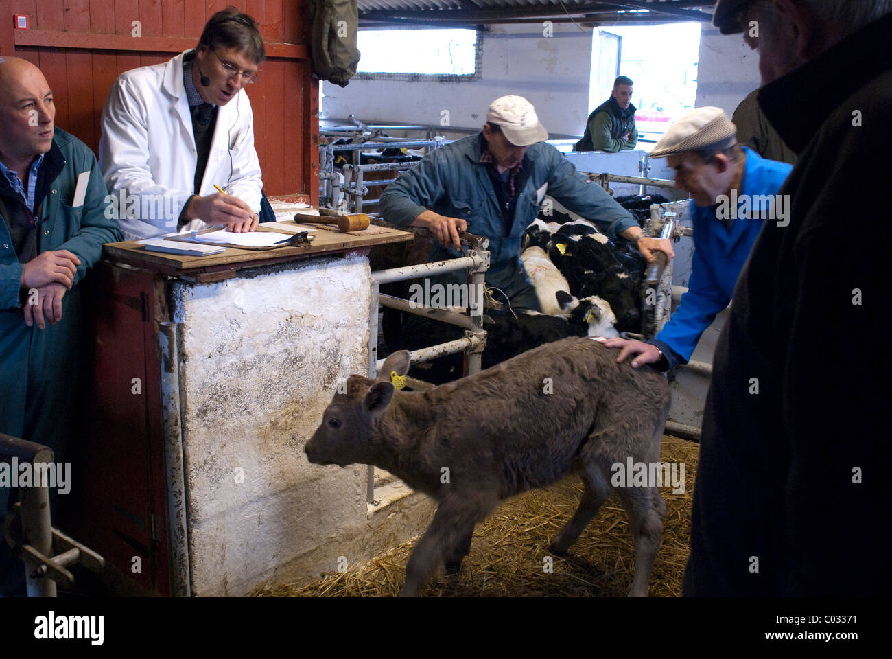 Last days auctioning sheep and cattle at Highbridge Livestock Market ...