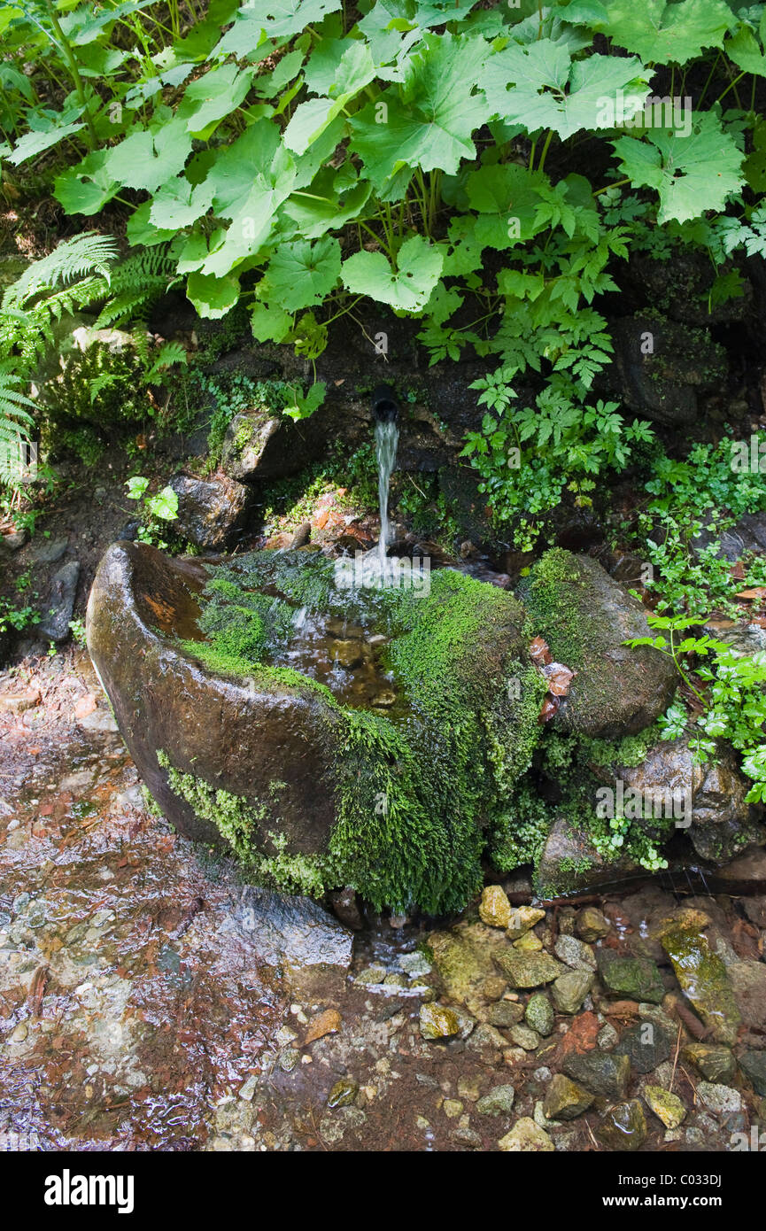 German forest during spring hi-res stock photography and images - Alamy