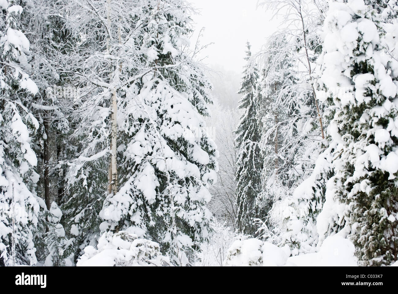 A snowy winter forest in Lahti area in Finland Stock Photo - Alamy