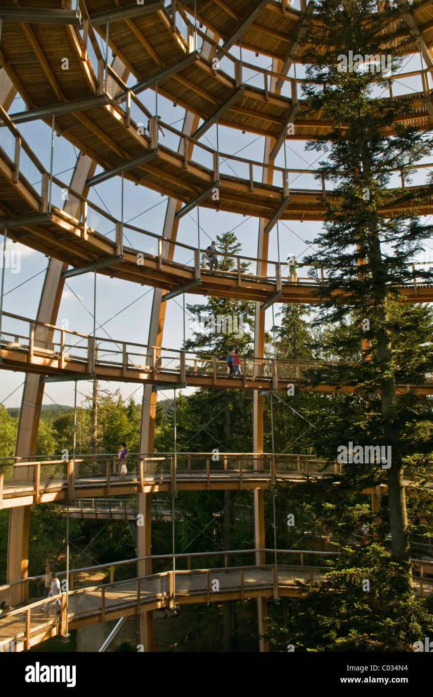 Tree platform, 44 metres high, the world's longest tree top walk ...