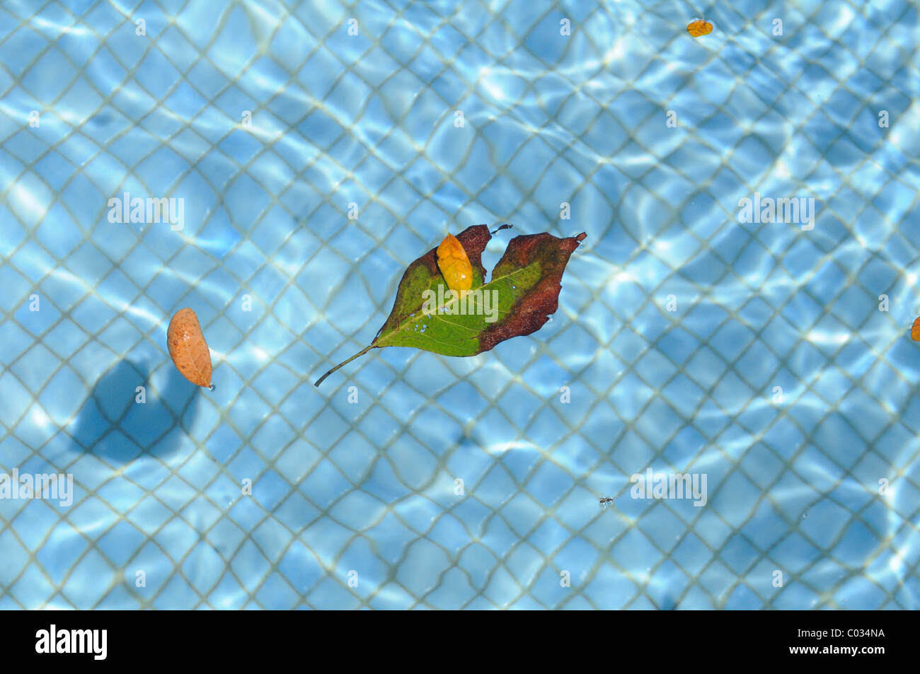 Autumn leaves in the pool Stock Photo - Alamy