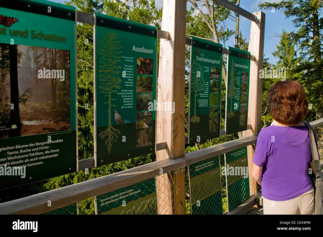 One of many information boards along the world's longest tree top walk ...