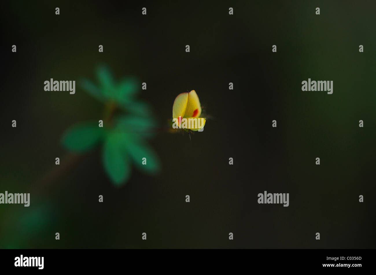 Micro of flower hi-res stock photography and images - Alamy