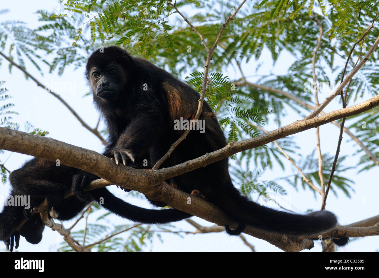 Howler monkey (Alouatta) climbing in a tree Stock Photo - Alamy