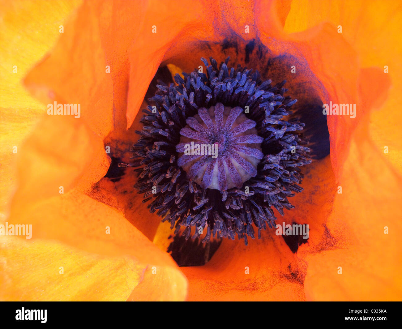Papaver gynoecium hi-res stock photography and images - Alamy