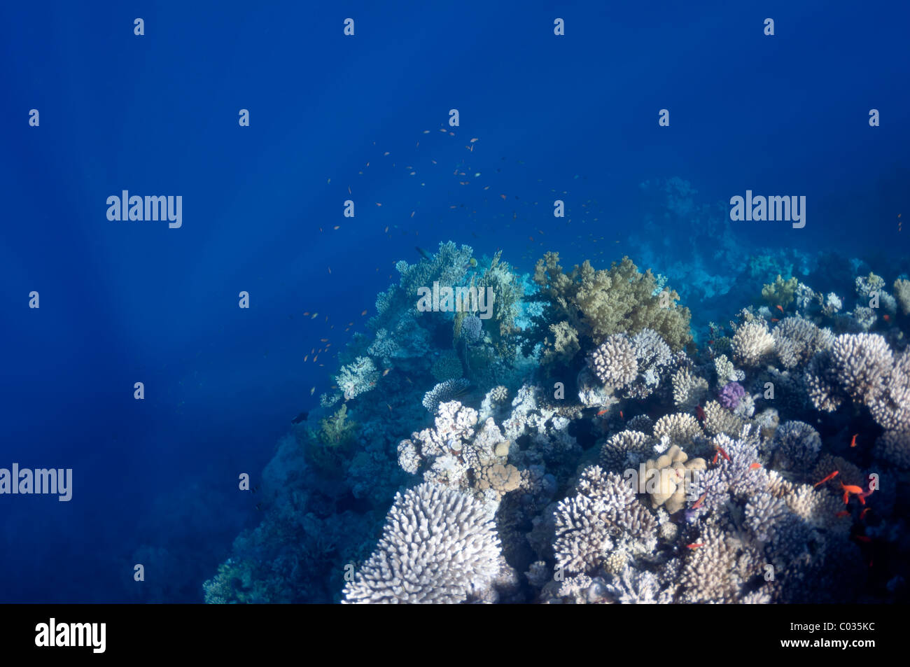 The picture shows the Red Sea coral reef near the city of Dahab, Egypt ...