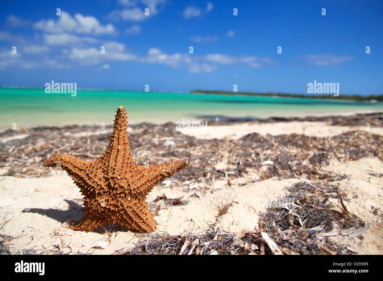 Starfish on caribbean beach, closeup Stock Photo - Alamy