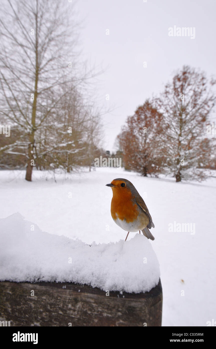 Robin in trees hi-res stock photography and images - Alamy
