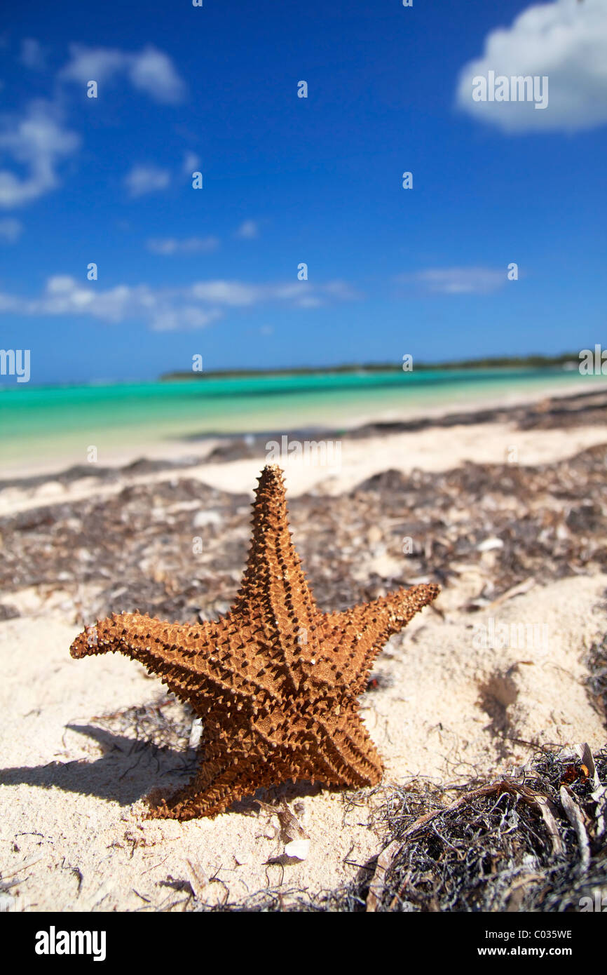 Starfish closeup view hi-res stock photography and images - Alamy