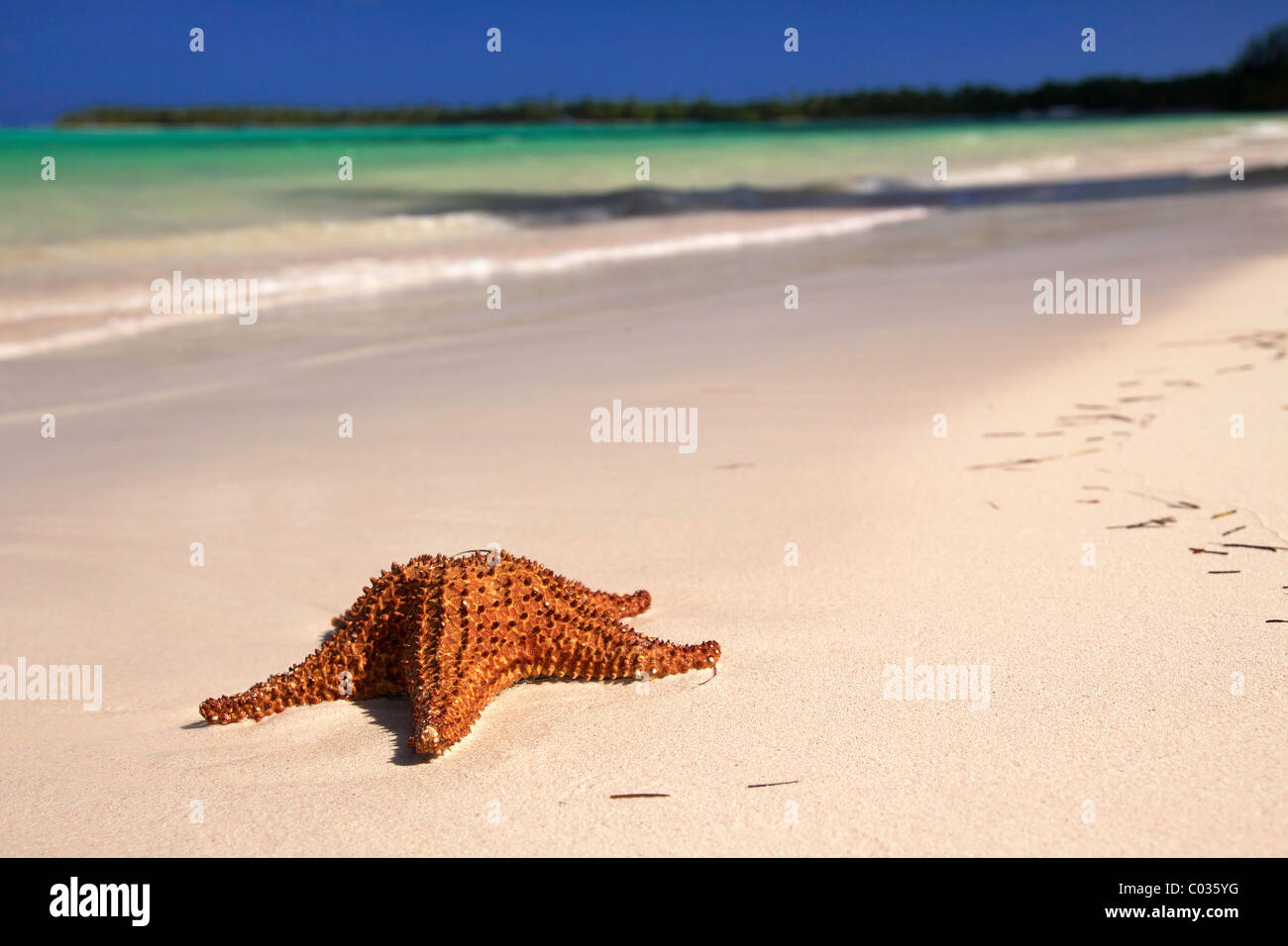Starfish sea vertical hi-res stock photography and images - Alamy
