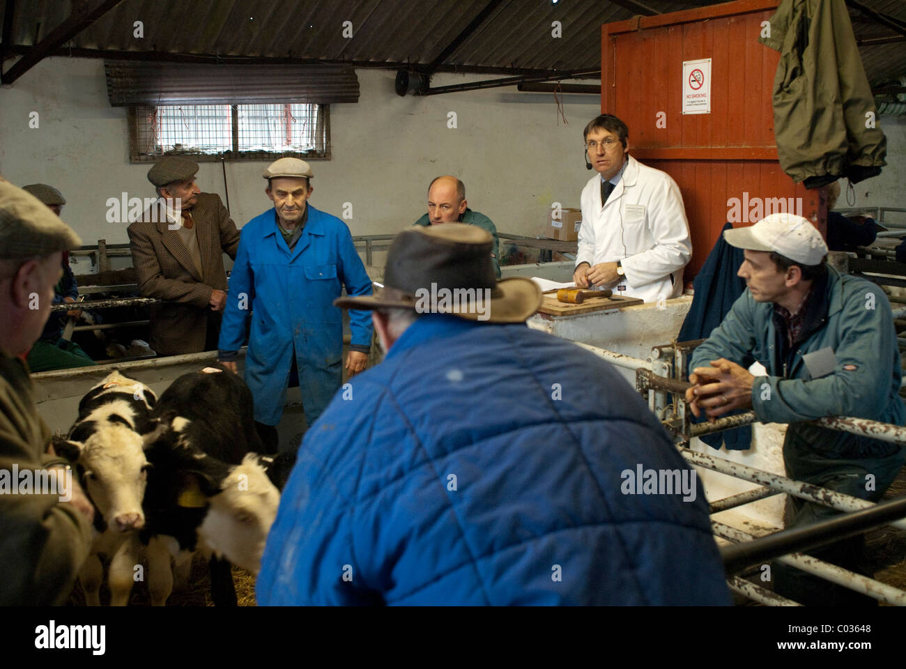 Last days auctioning sheep and cattle at Highbridge Livestock Market ...