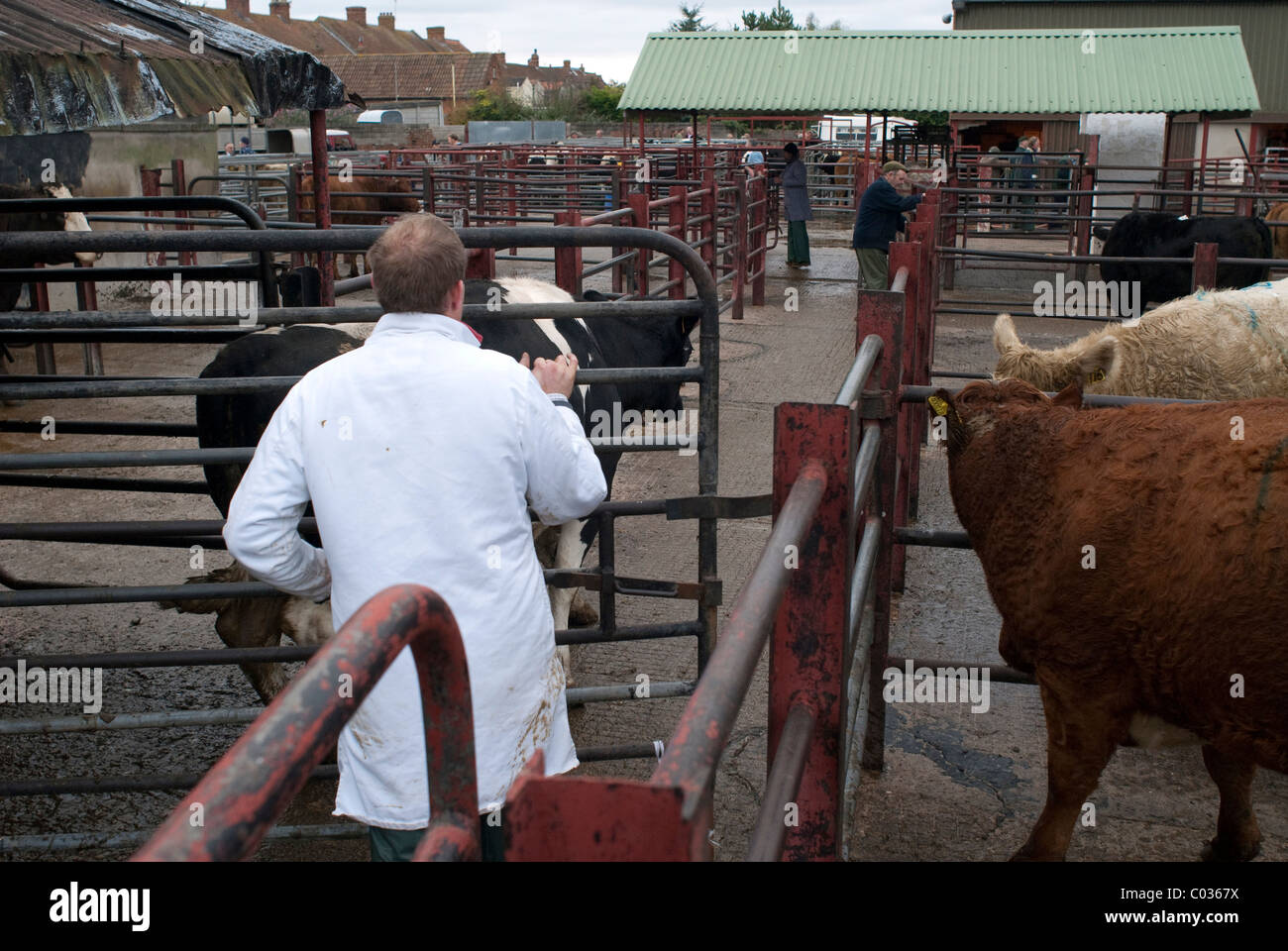 Highbridge livestock market hi-res stock photography and images - Alamy