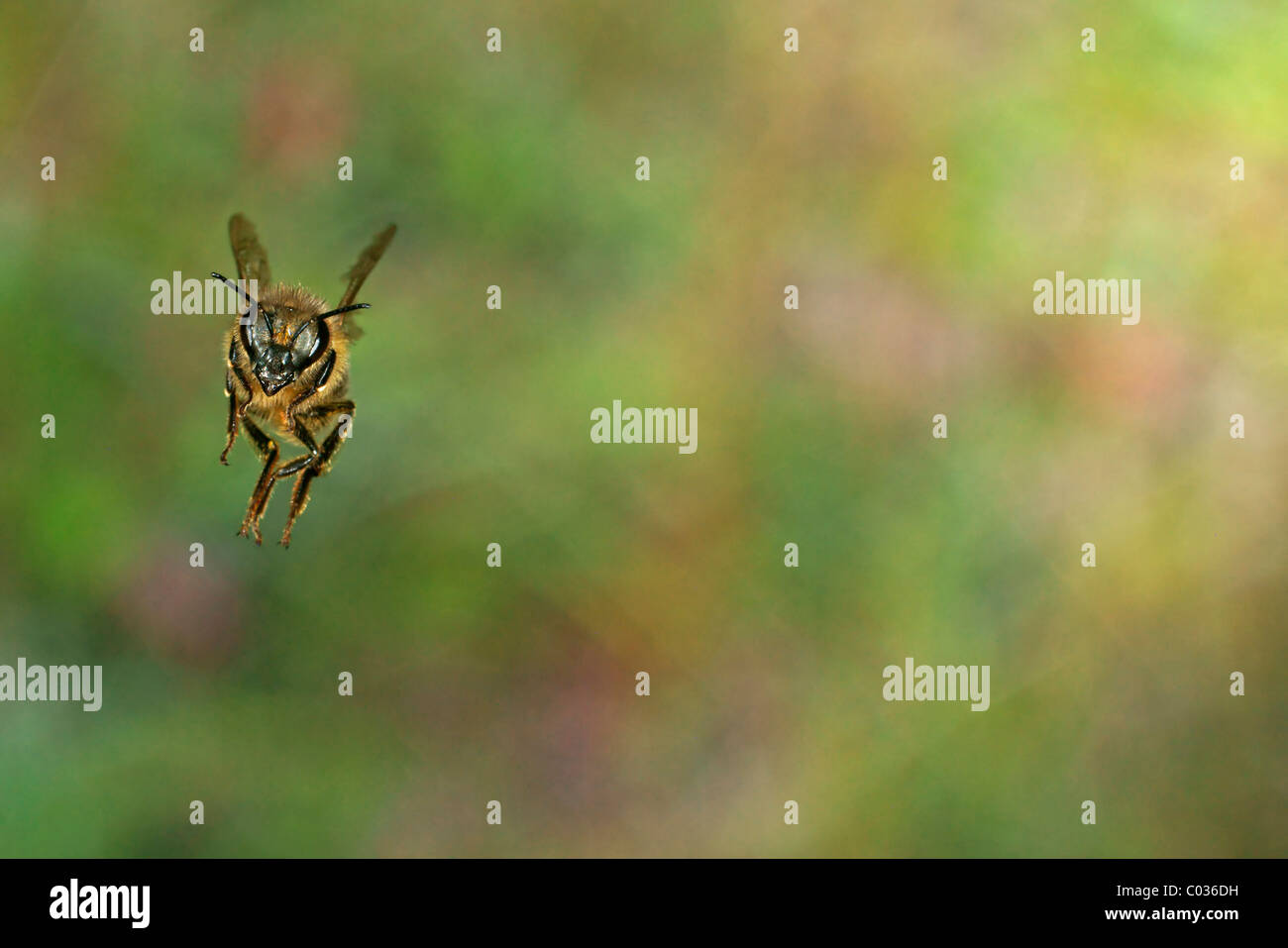 Honey bee (Apis mellifera) flying Stock Photo - Alamy